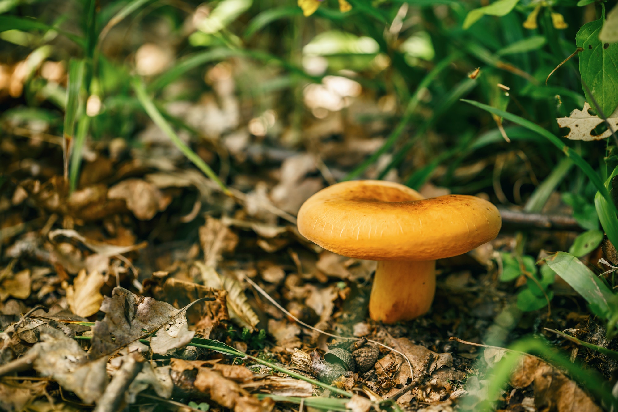 Tout savoir sur les champignons hallucinogènes